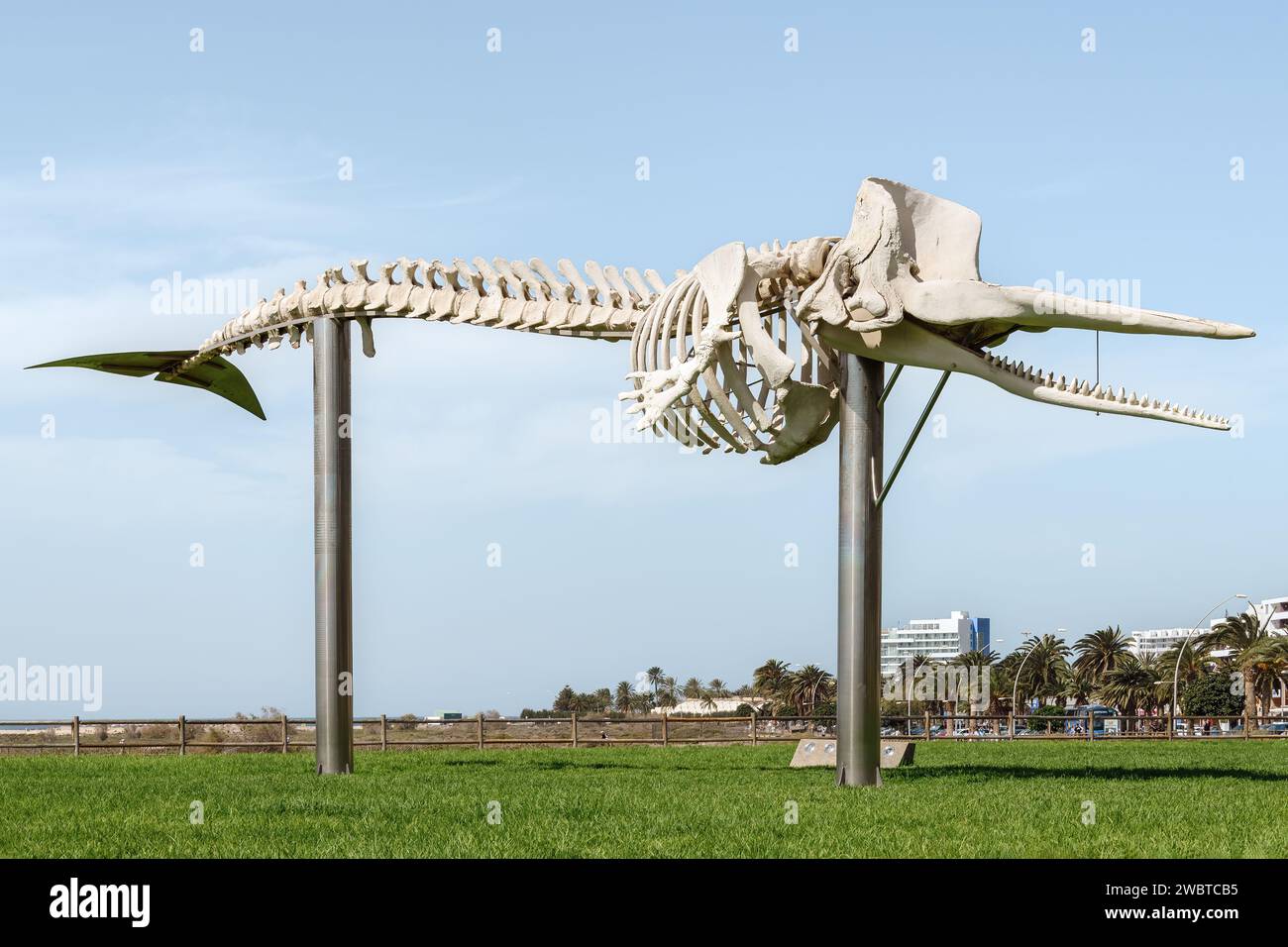 Squelette d'une baleine à sperme. Musée en plein air du squelette ...