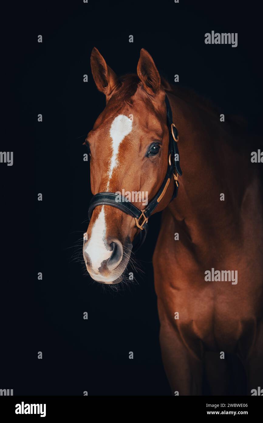 Cheval alezan Banque de photographies et d’images à haute résolution ...