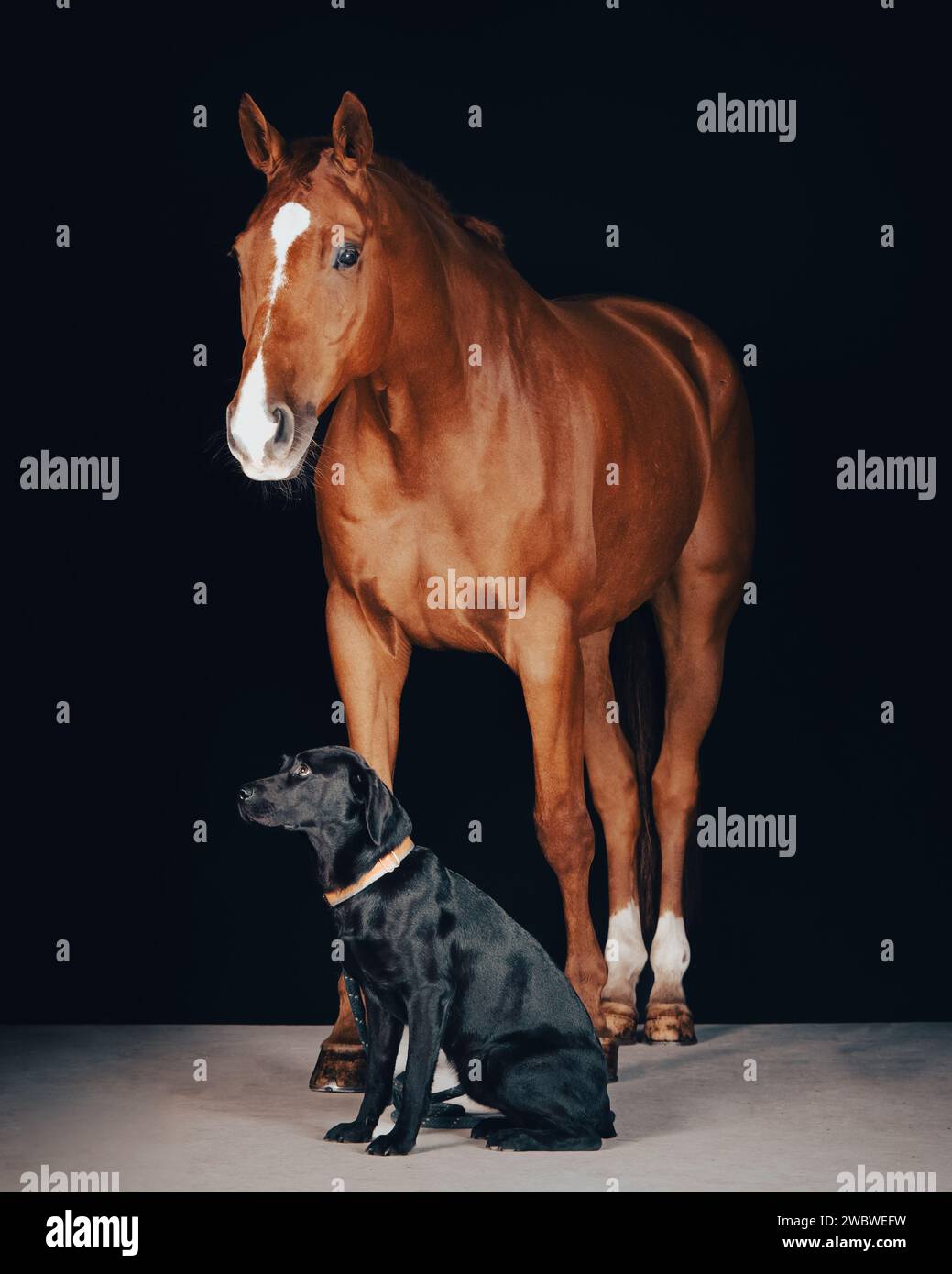 Cheval alezan Banque de photographies et d’images à haute résolution ...