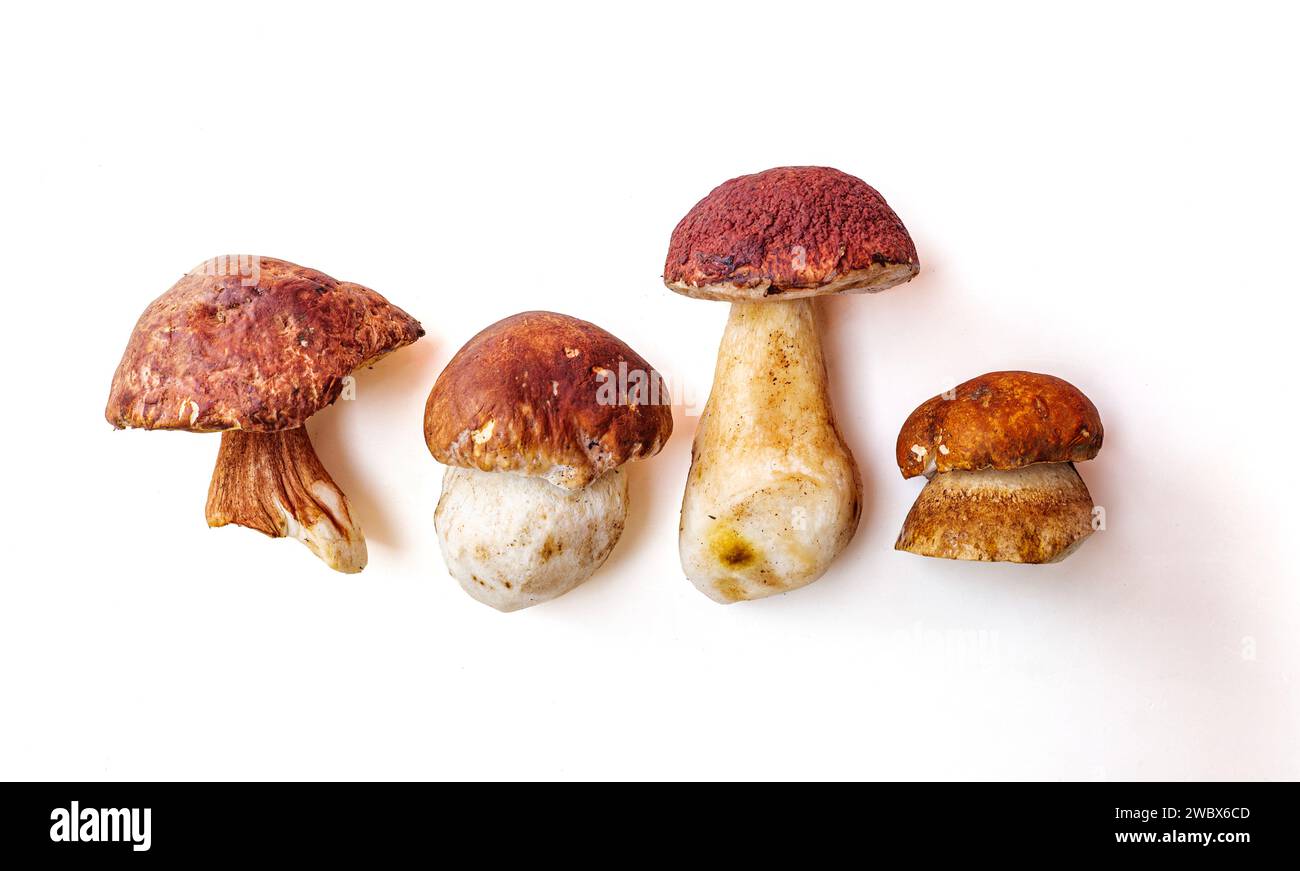 Types de champignons Banque de photographies et d’images à haute ...
