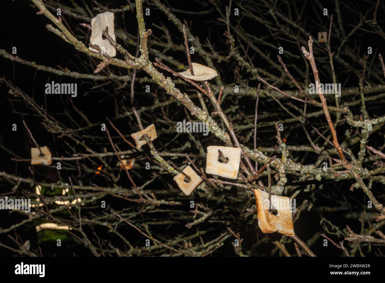 12 janvier 2024. Le verger annuel de pommiers wassail a eu lieu dans le ...