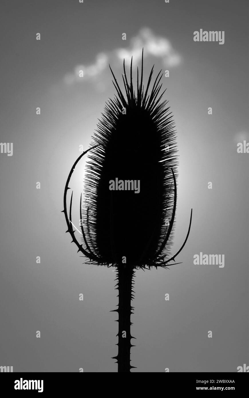 Plante de chardon de taureau Banque d'images noir et blanc - Alamy