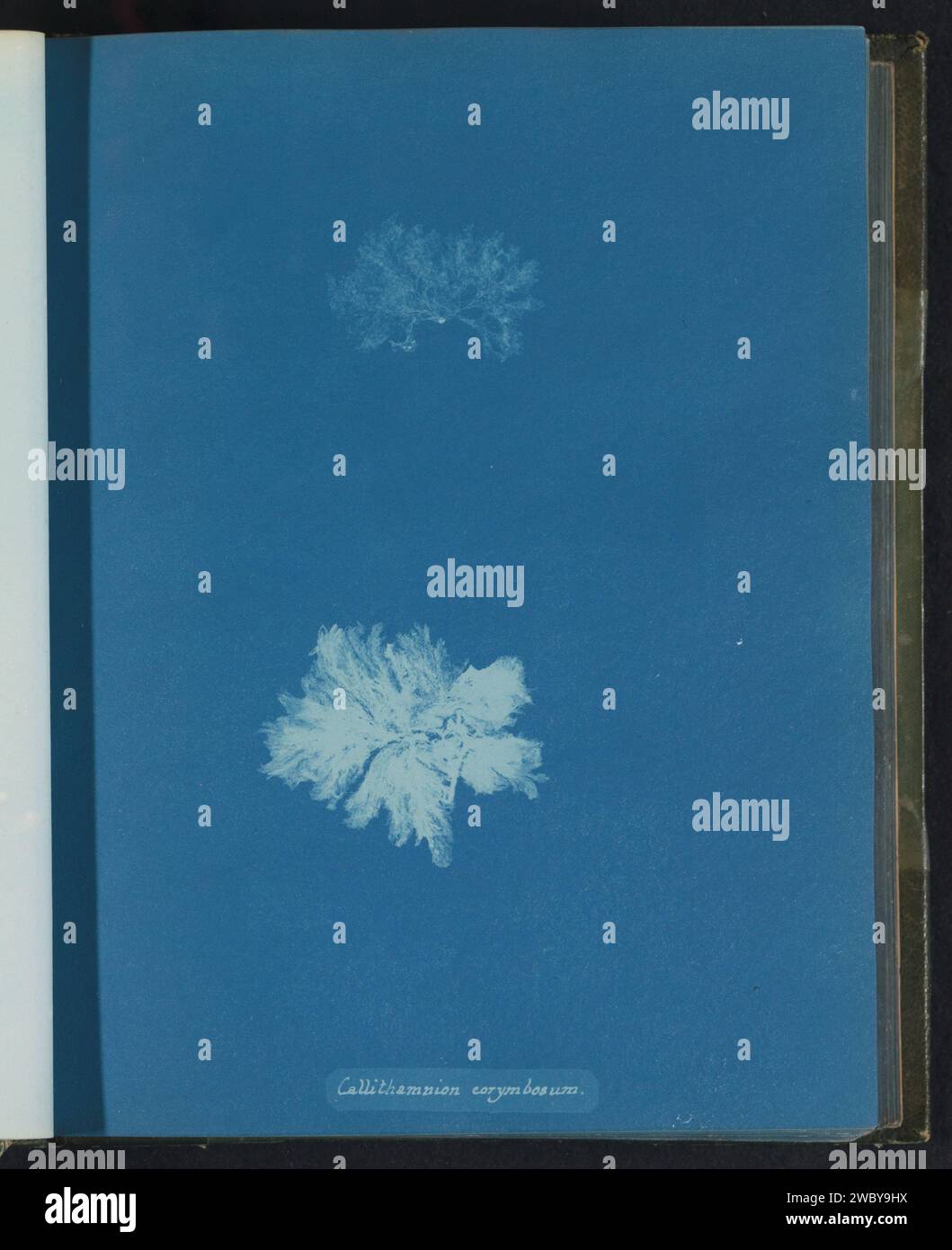 Callithamnion corymbosum Banque de photographies et d’images à haute ...