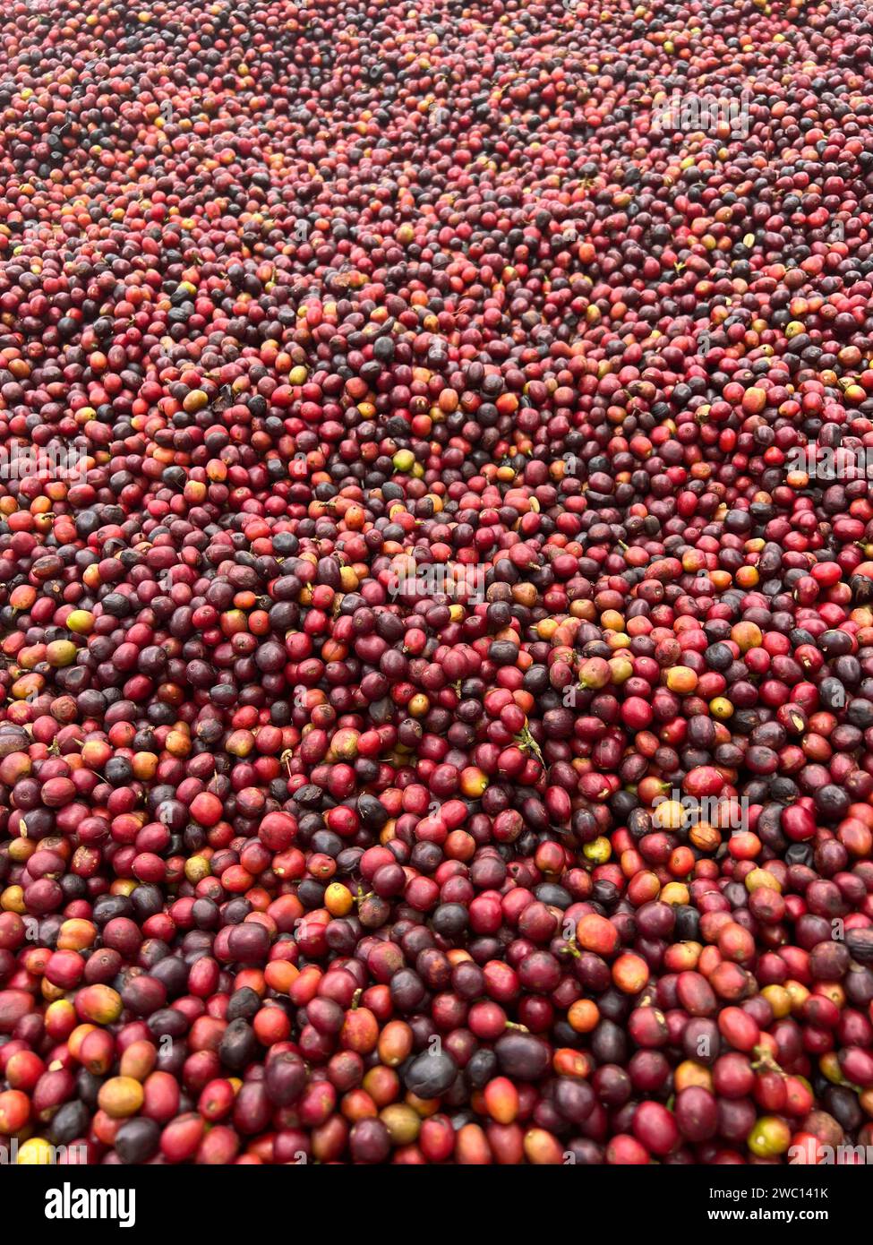 Cerises de café séchées dans un jardin sur une feuille de plastique au ...