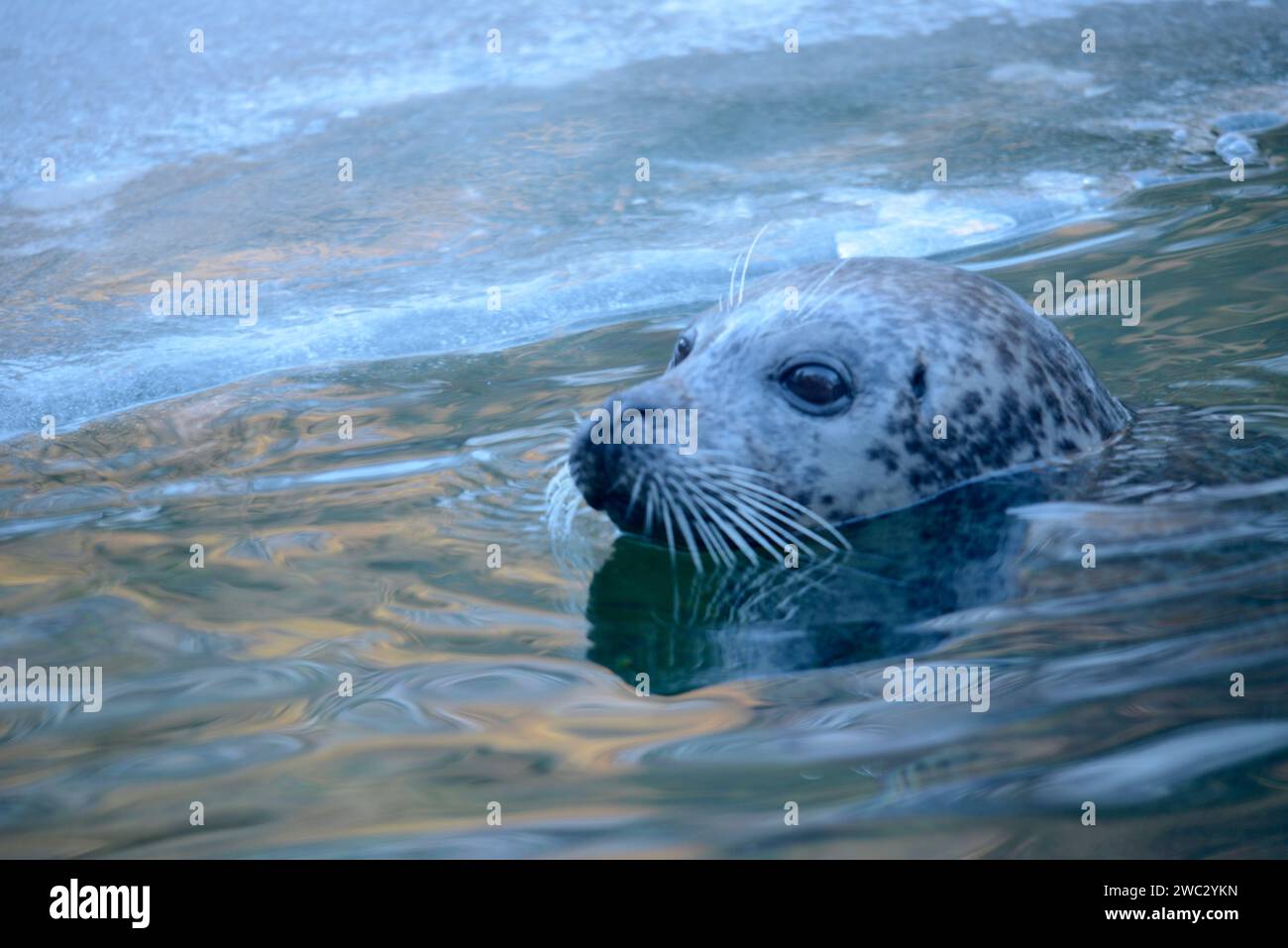 Phoques communs algues Banque de photographies et d’images à haute ...