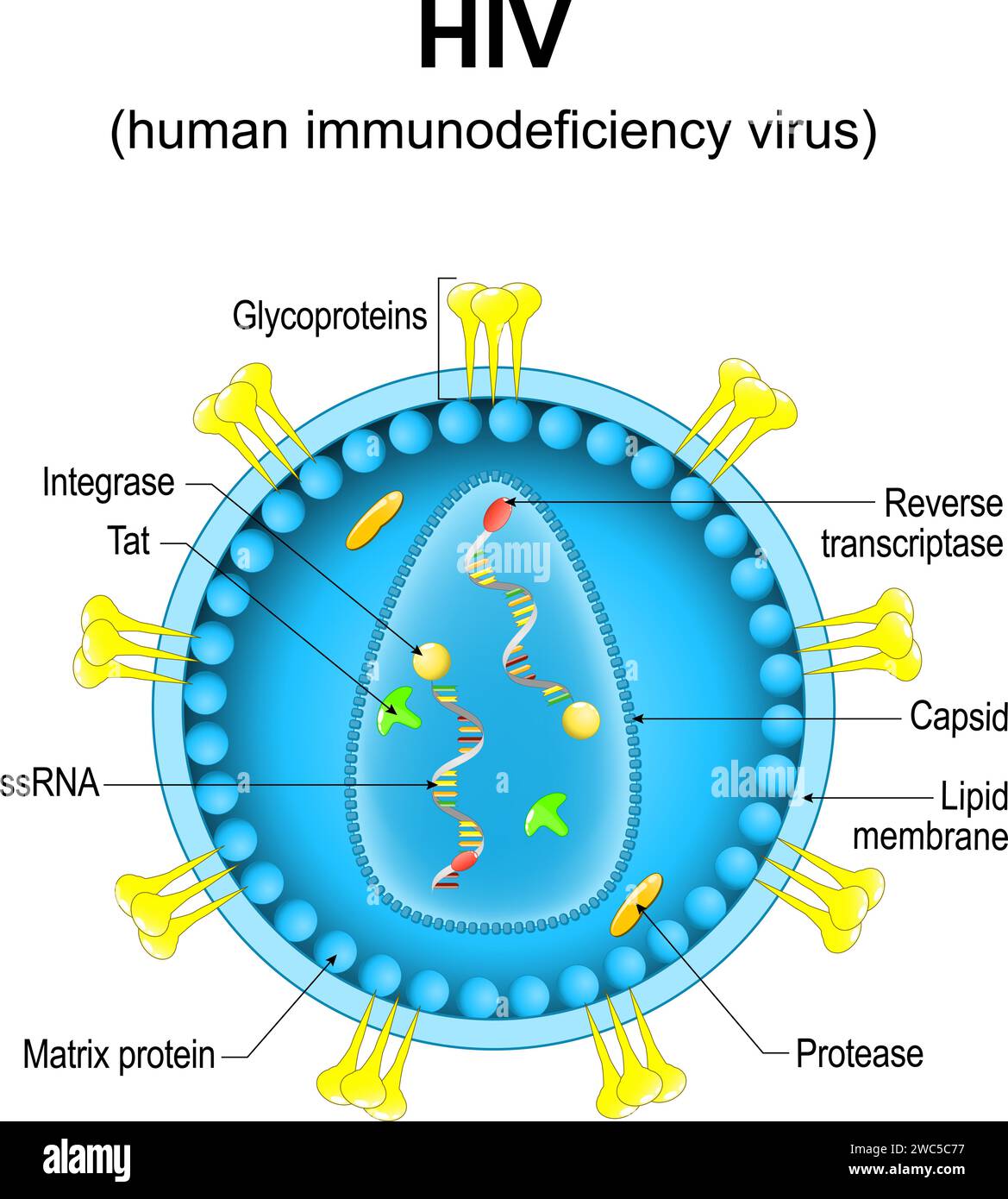 Acquired immuno deficiency syndrome Banque d'images vectorielles - Alamy