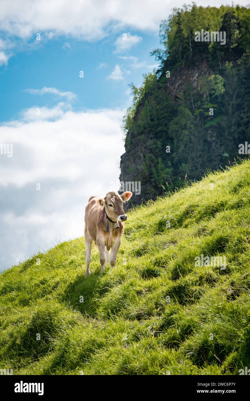 Ein Braunvieh-Rind mit einer Kuhglocke UM den Hals auf einer steilen ...