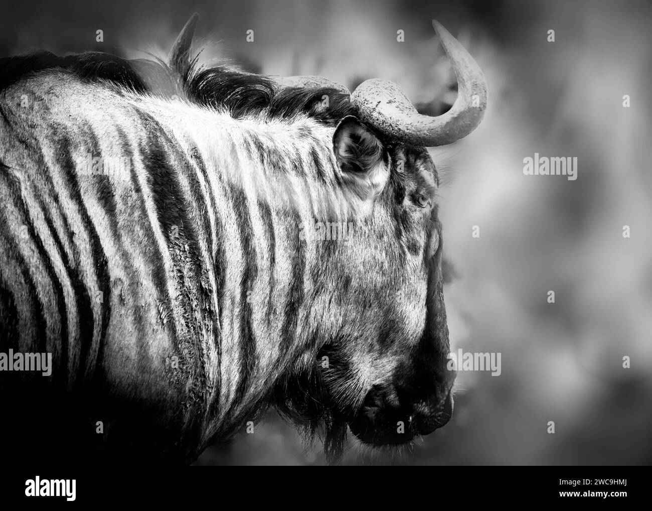 Buffalo teeth Banque d'images noir et blanc - Alamy