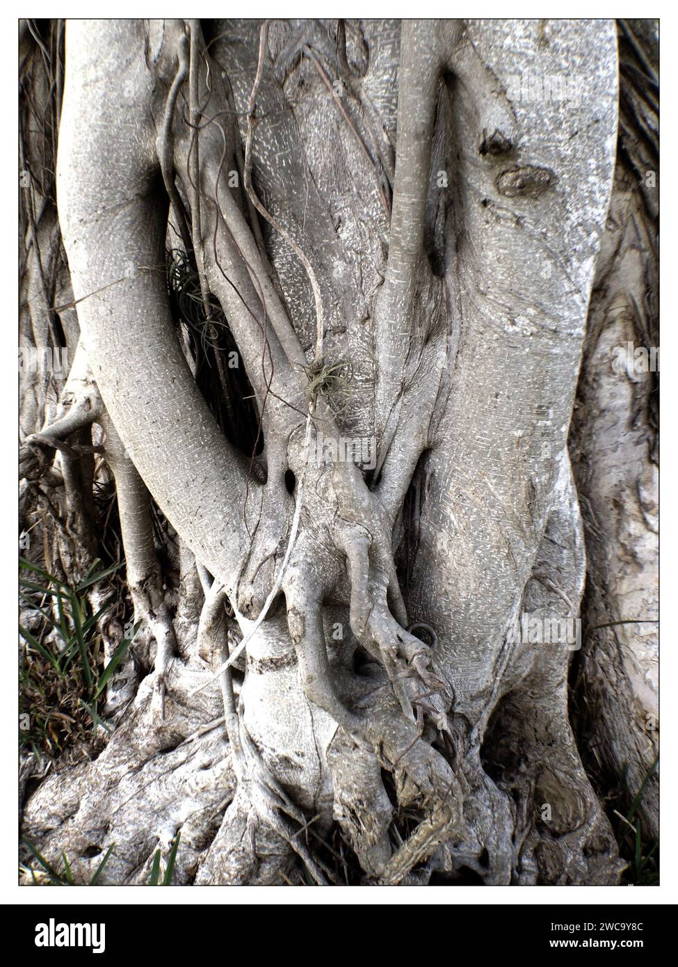 Banyan tree Banque d'images détourées - Alamy
