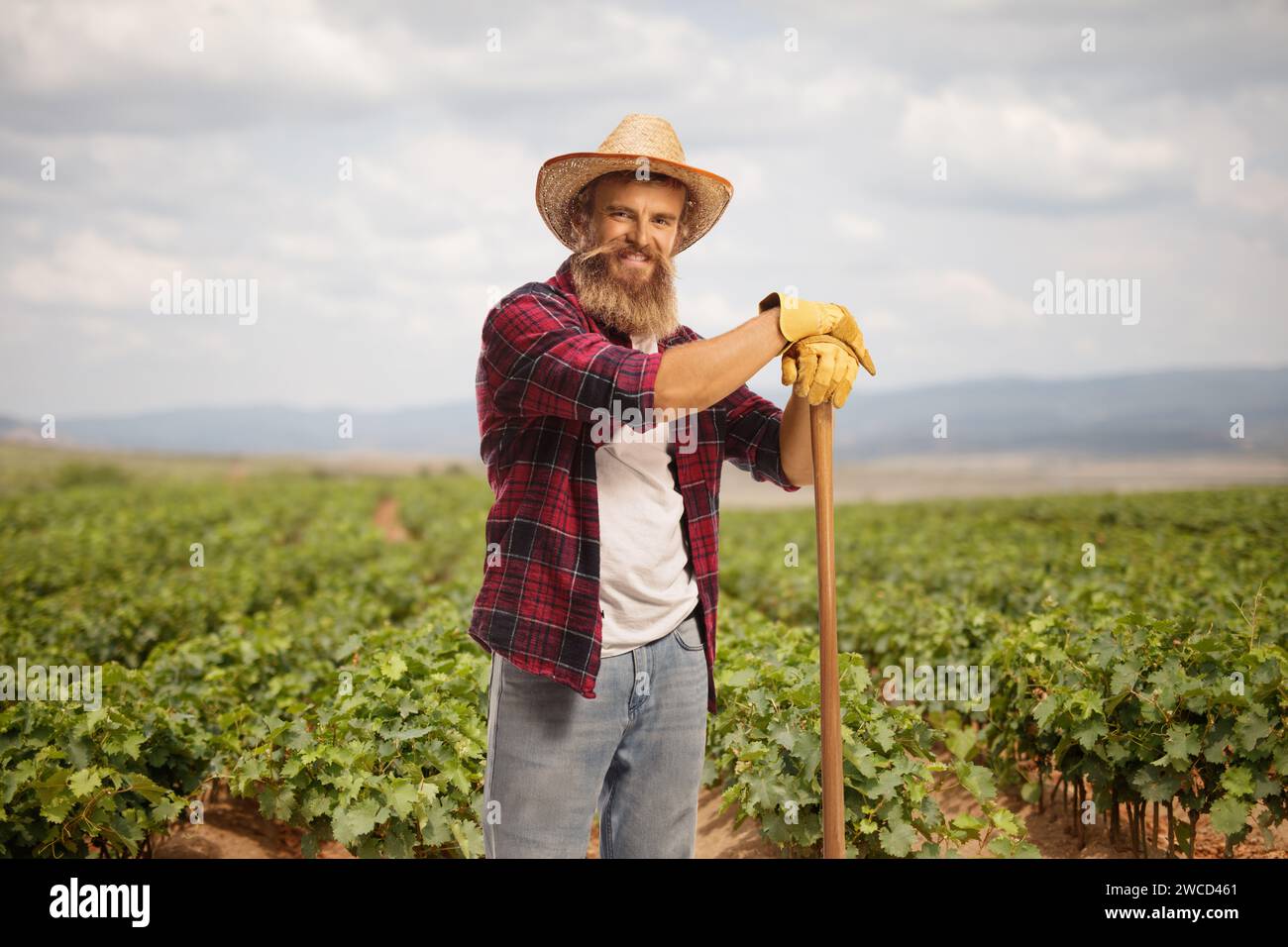 Champ de vigne Banque de photographies et d’images à haute résolution ...