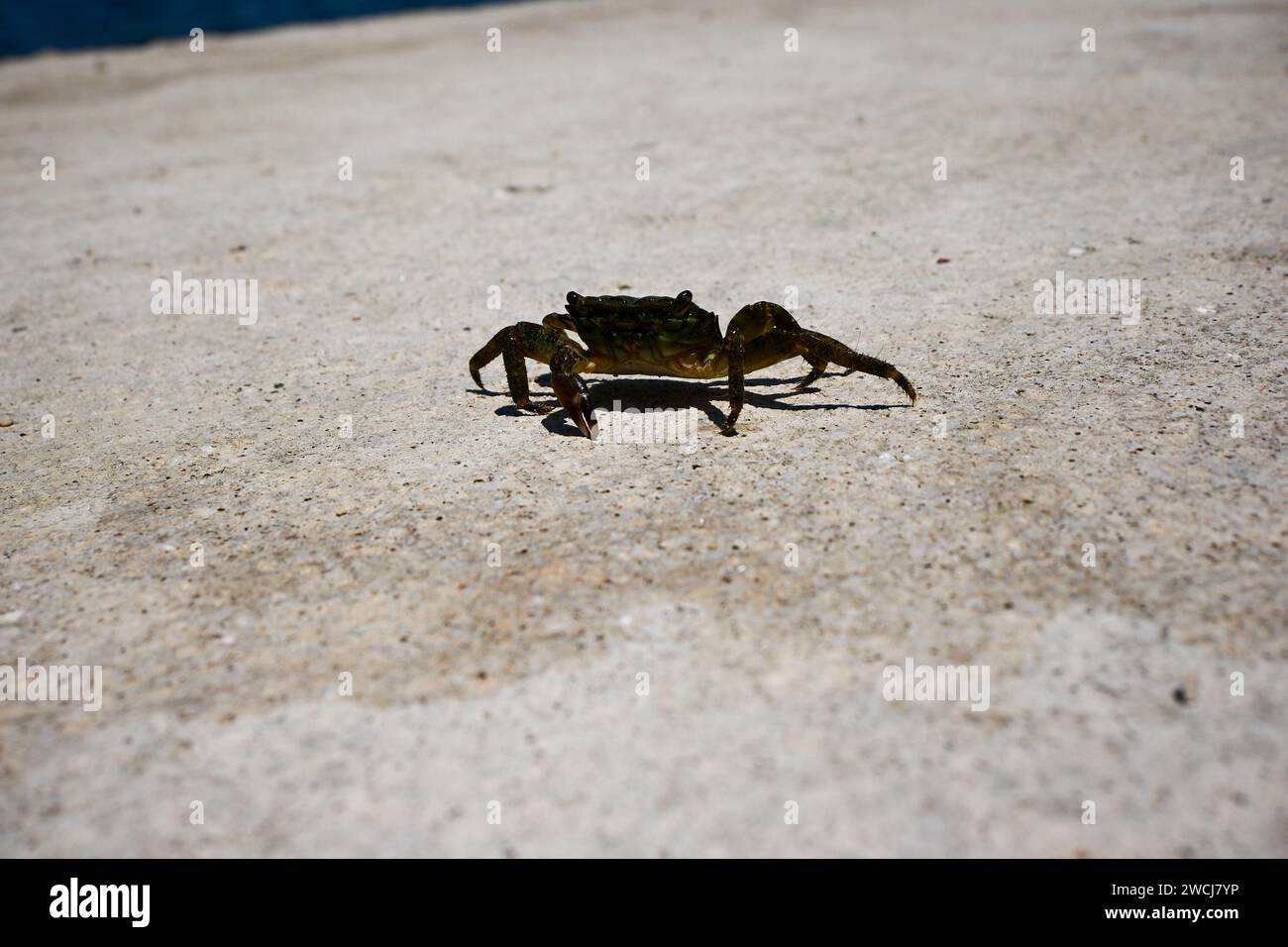 Petit crabe sur la plage Banque de photographies et d’images à haute ...
