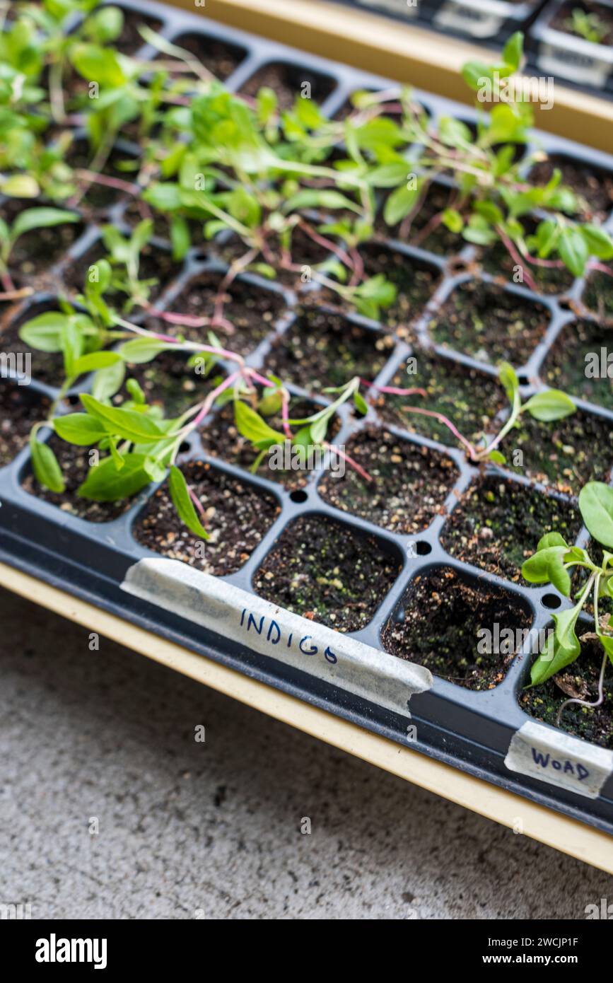 Woad dye Banque de photographies et d’images à haute résolution - Alamy