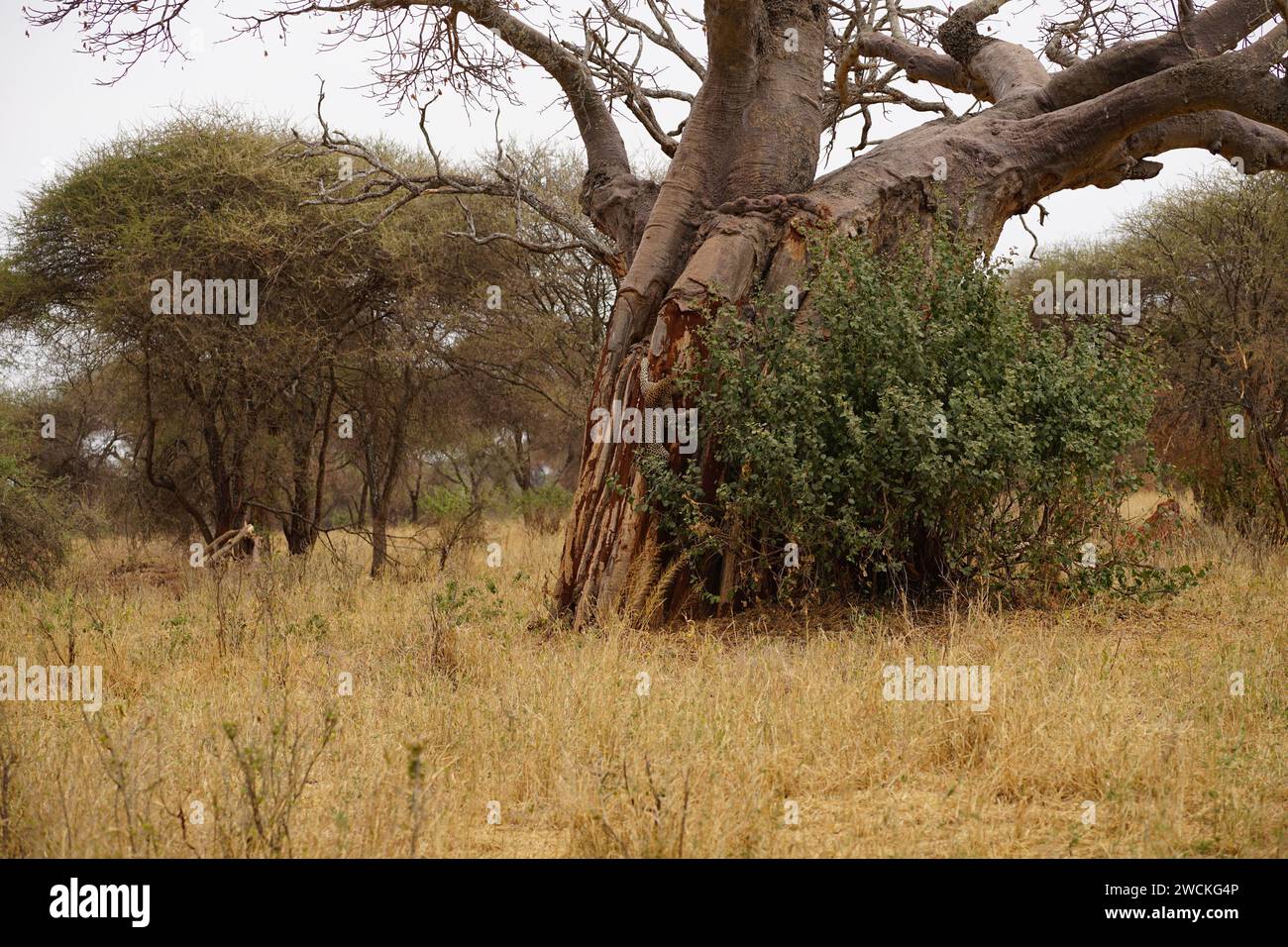 Leopard climbing down tree Banque de photographies et d’images à haute ...