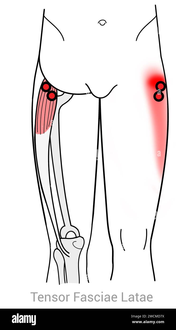 Dessin anatomie cuisse Banque de photographies et d’images à haute ...