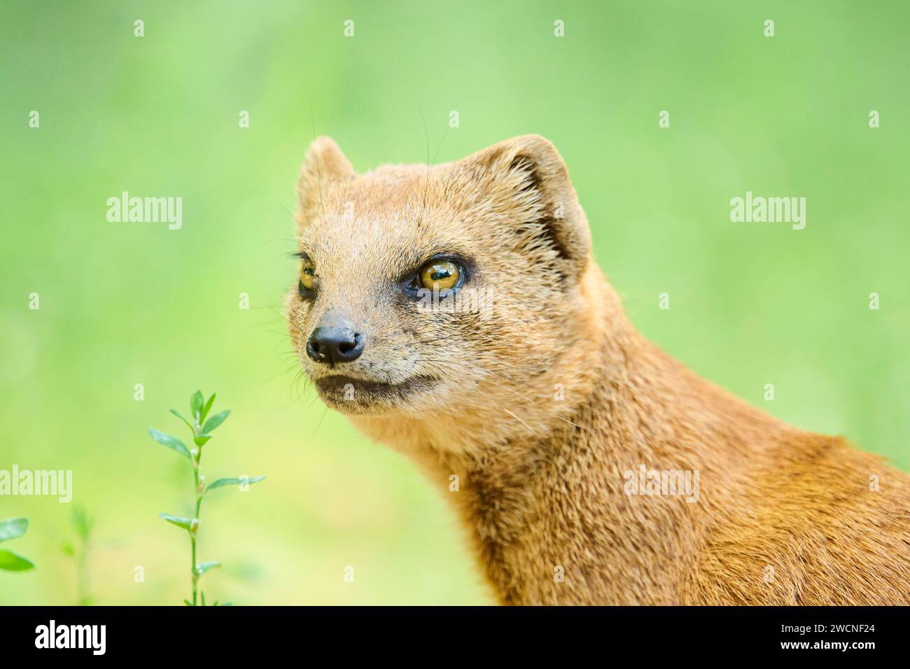 Ethiopian dwarf mongoose Banque de photographies et d’images à haute ...