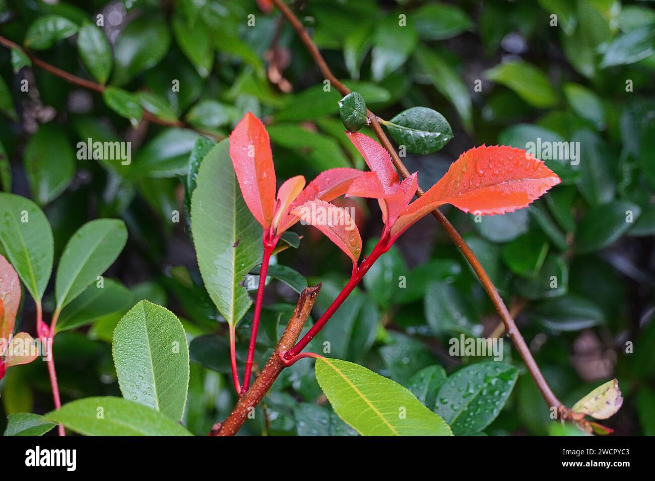 Haie rouge Banque de photographies et d’images à haute résolution - Alamy