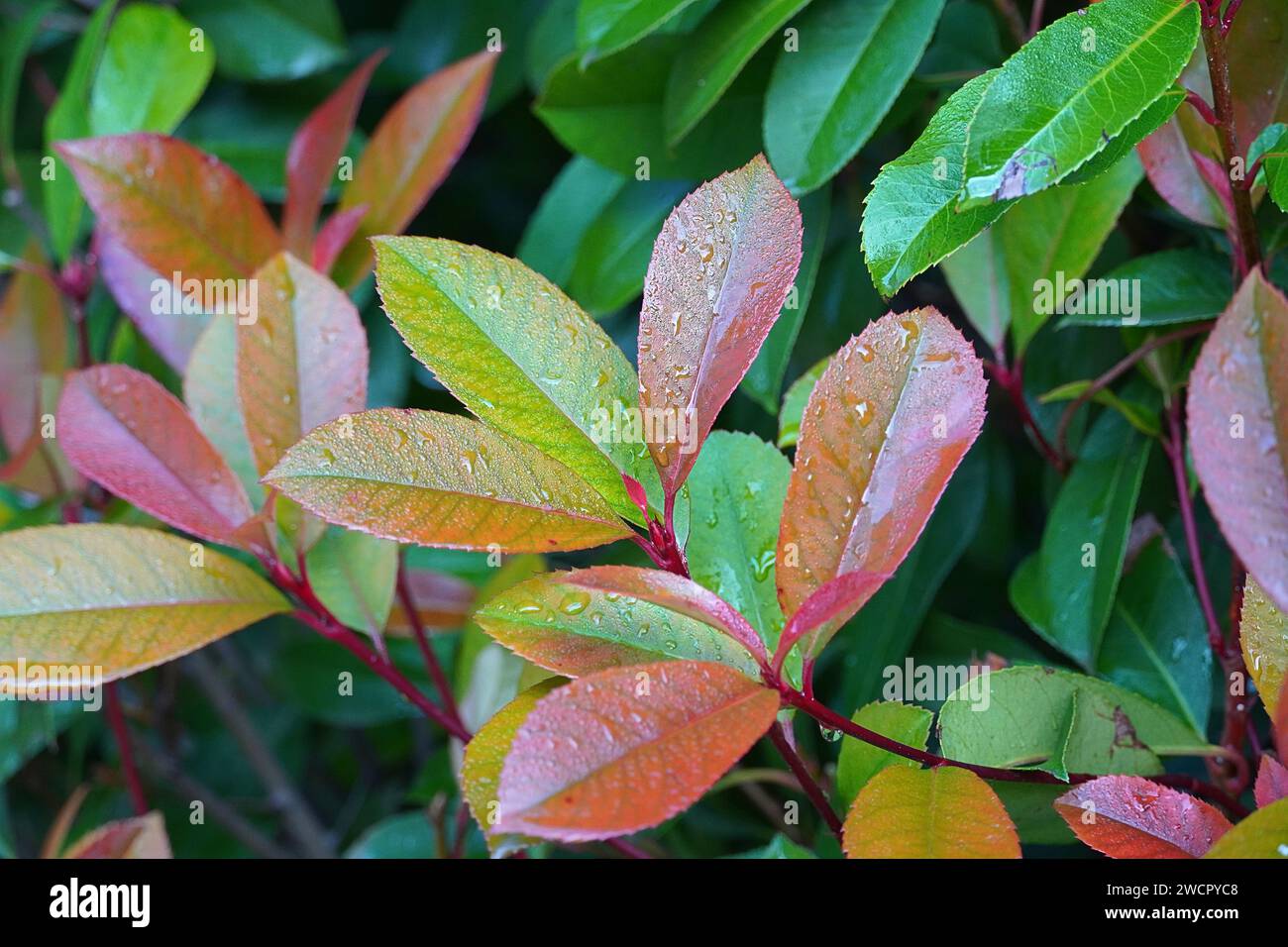 Haie rouge Banque de photographies et d’images à haute résolution - Alamy
