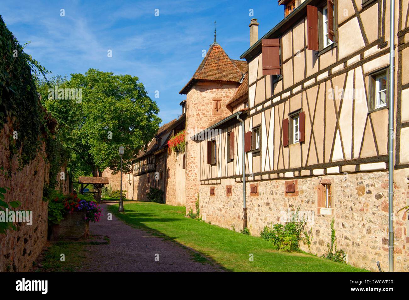 France, Haut Rhin, route des vins d'Alsace, village de Riquewihr, les ...