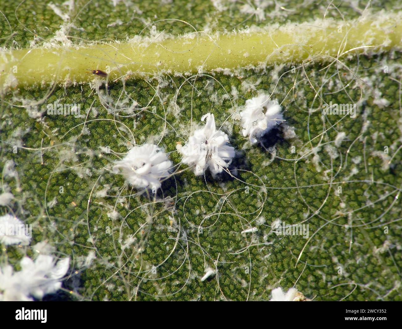 Aleurodicus dispersus, la mouche blanche en spirale, est une espèce de ...