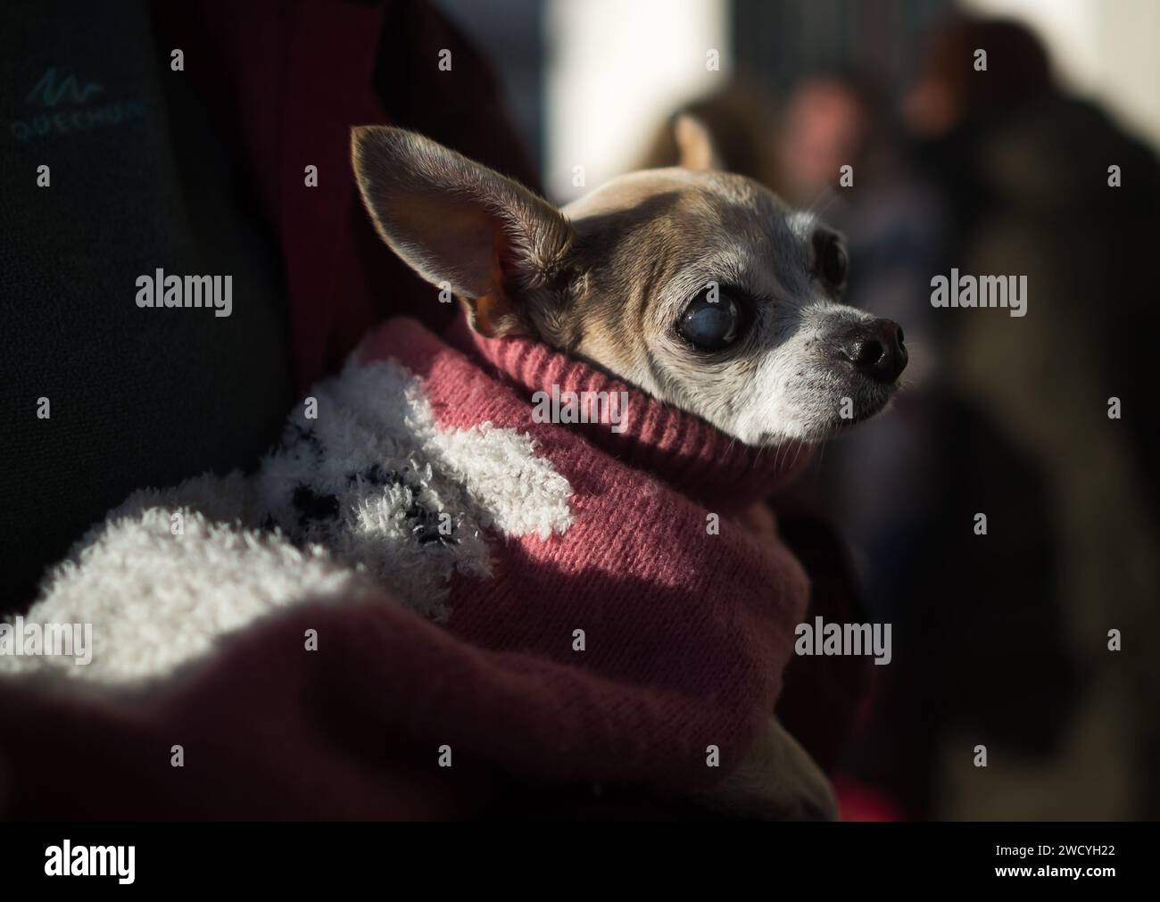 Malaga, Espagne. 17 janvier 2024. Un chien est vu avant d'être béni par ...