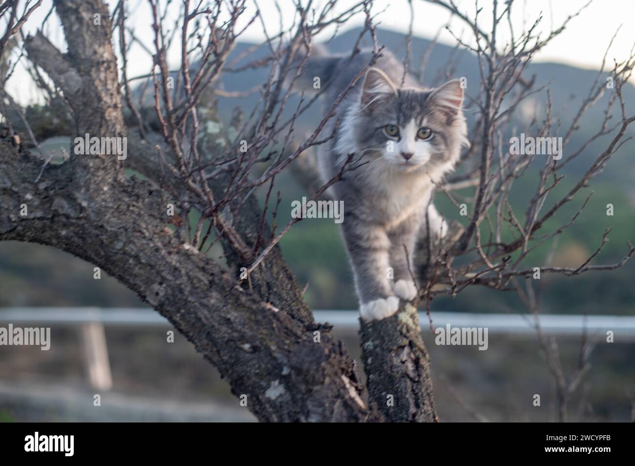 Portrait d'un chaton Banque de photographies et d’images à haute résolution - Alamy