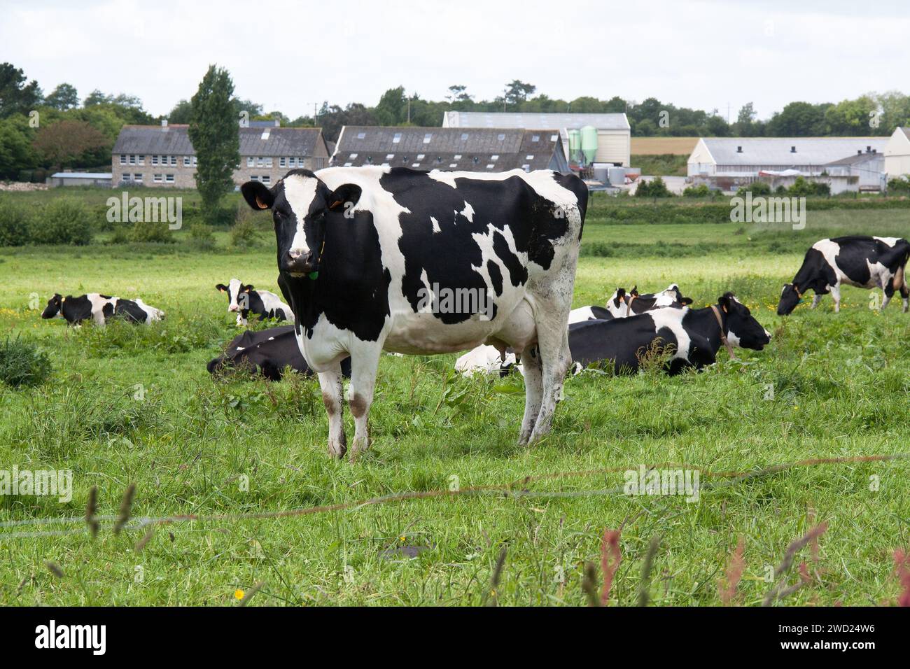Race de vache holstein Banque de photographies et d’images à haute ...