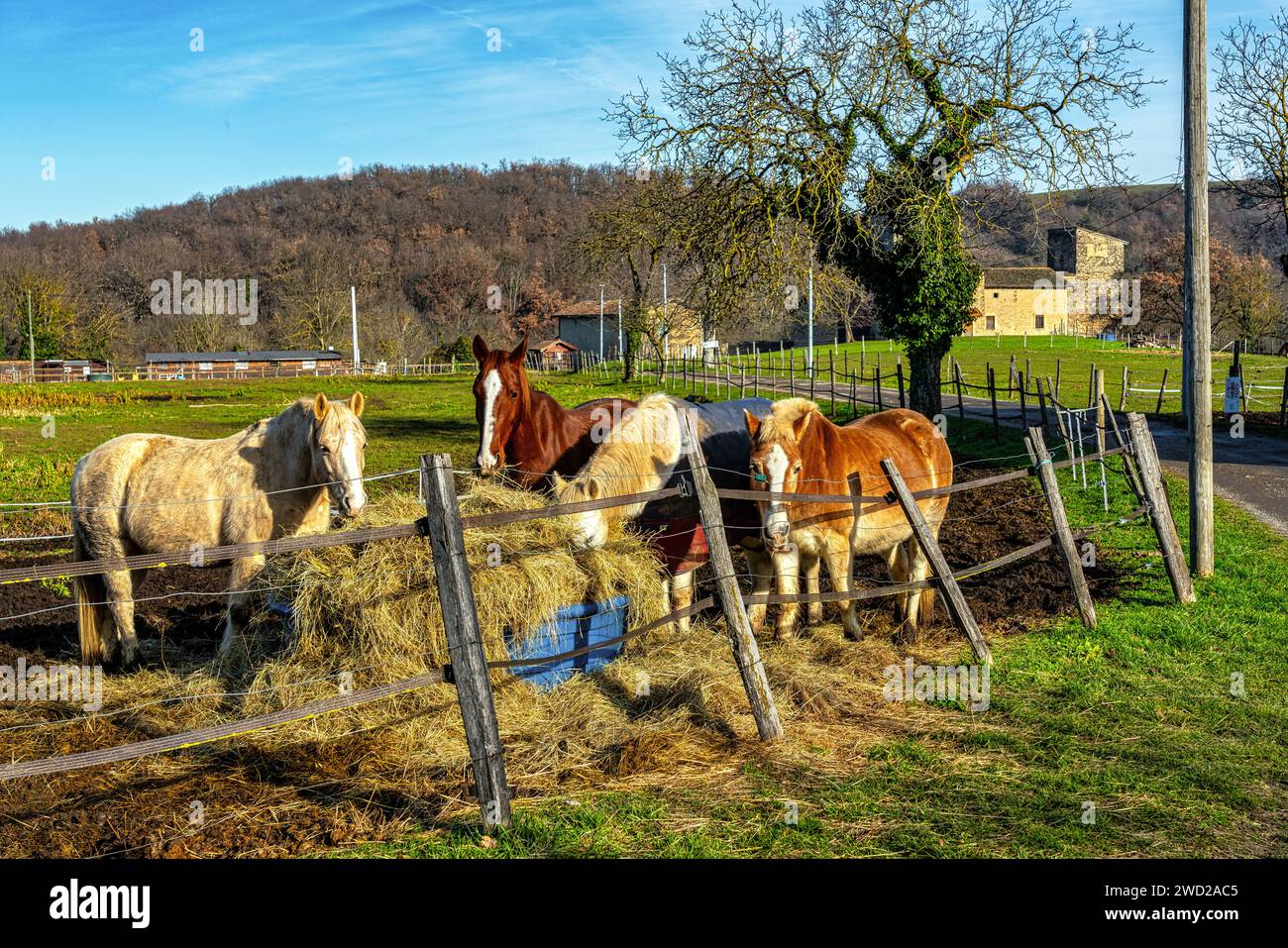 Les chevaux mangent du foin à l'école d'équitation le Galop des ...
