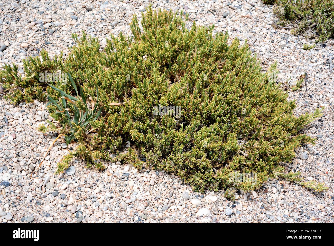 Crucianella maritima Banque de photographies et d’images à haute ...