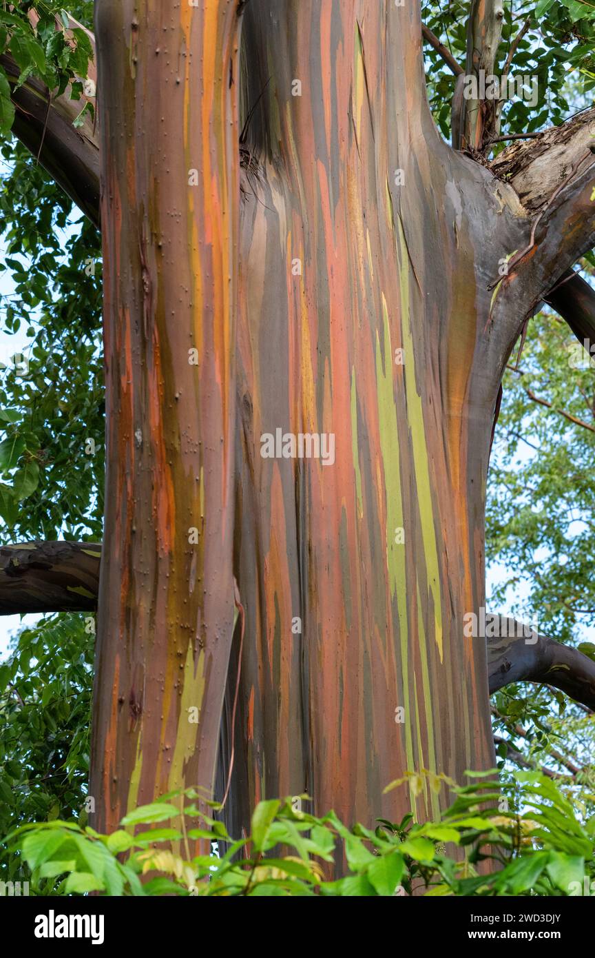 Arbre d'eucalyptus arc en ciel Banque de photographies et d’images à ...
