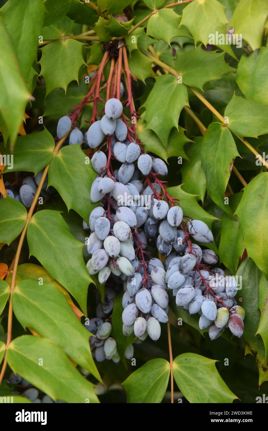 Baies vertes de mahonia Banque de photographies et d’images à haute ...