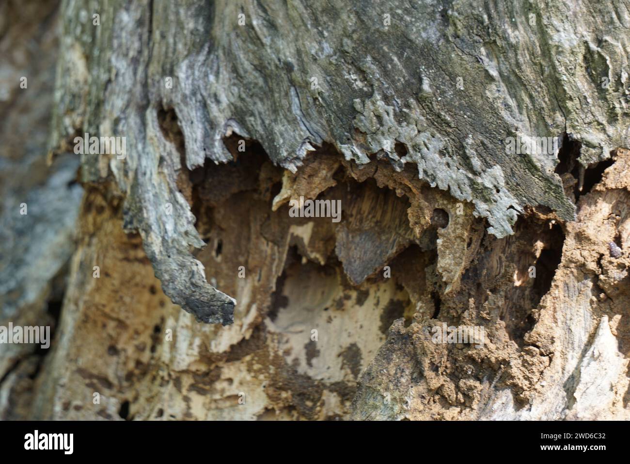 Reine des termites Banque de photographies et d’images à haute ...
