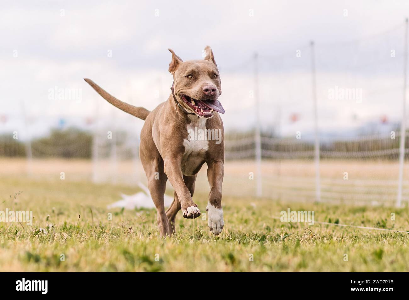 Dog american bully tongue Banque de photographies et d’images à haute ...