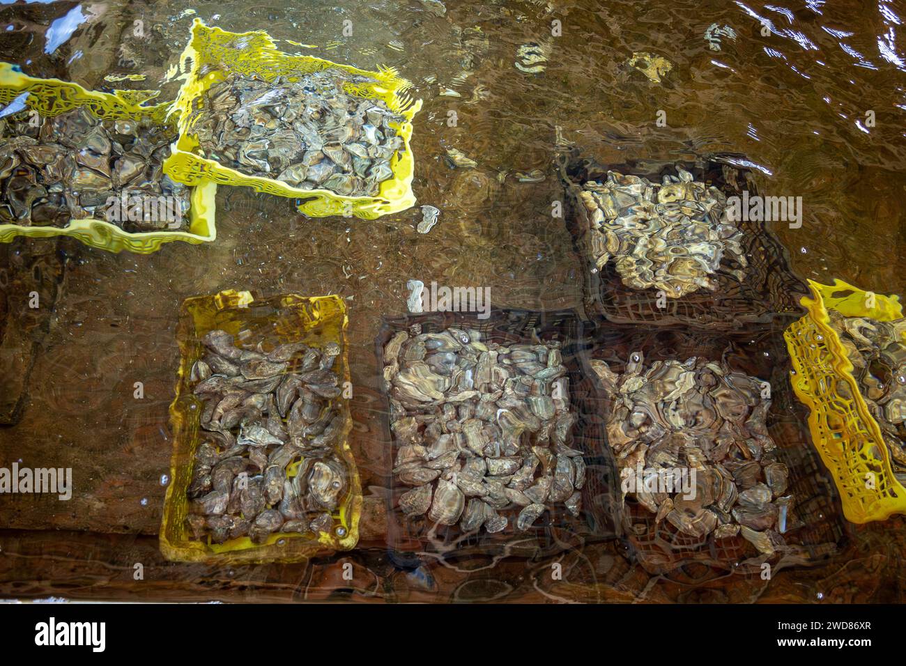 Boîtes d'huîtres vivantes sous eau de mer scintillante à la ferme dans ...