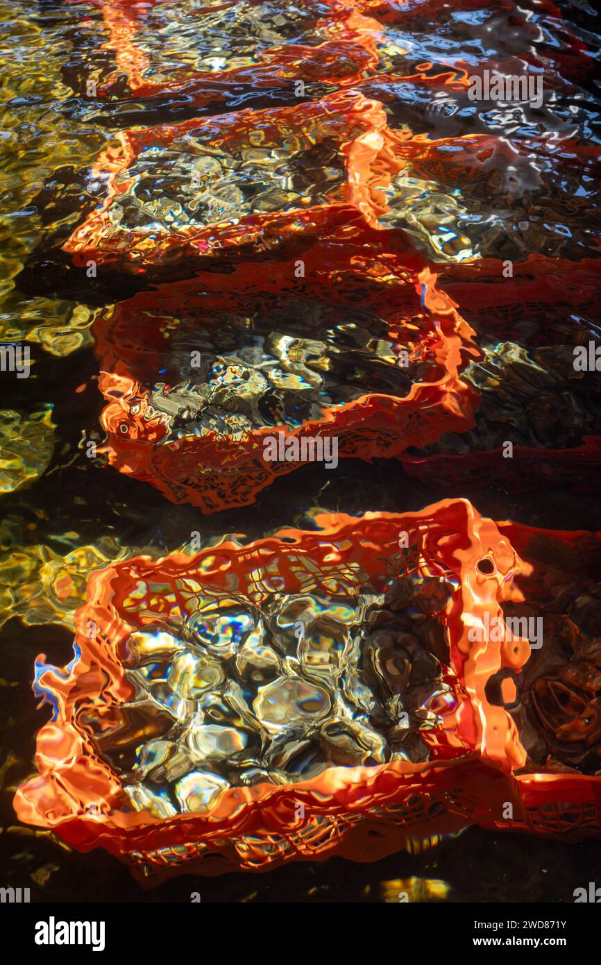 Boîtes d'huîtres vivantes sous eau de mer scintillante à la ferme dans ...