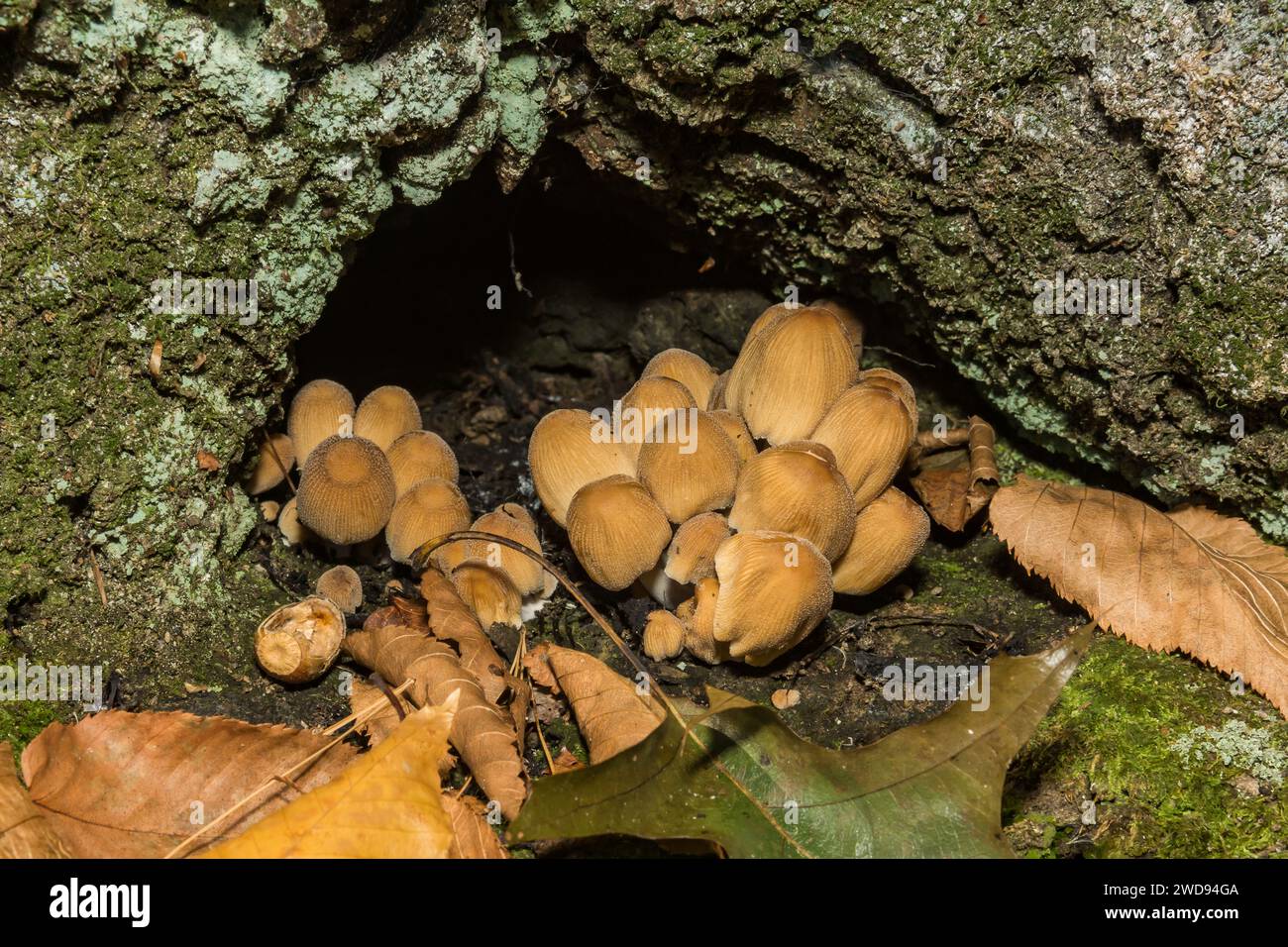Mica cap Banque de photographies et d’images à haute résolution - Alamy