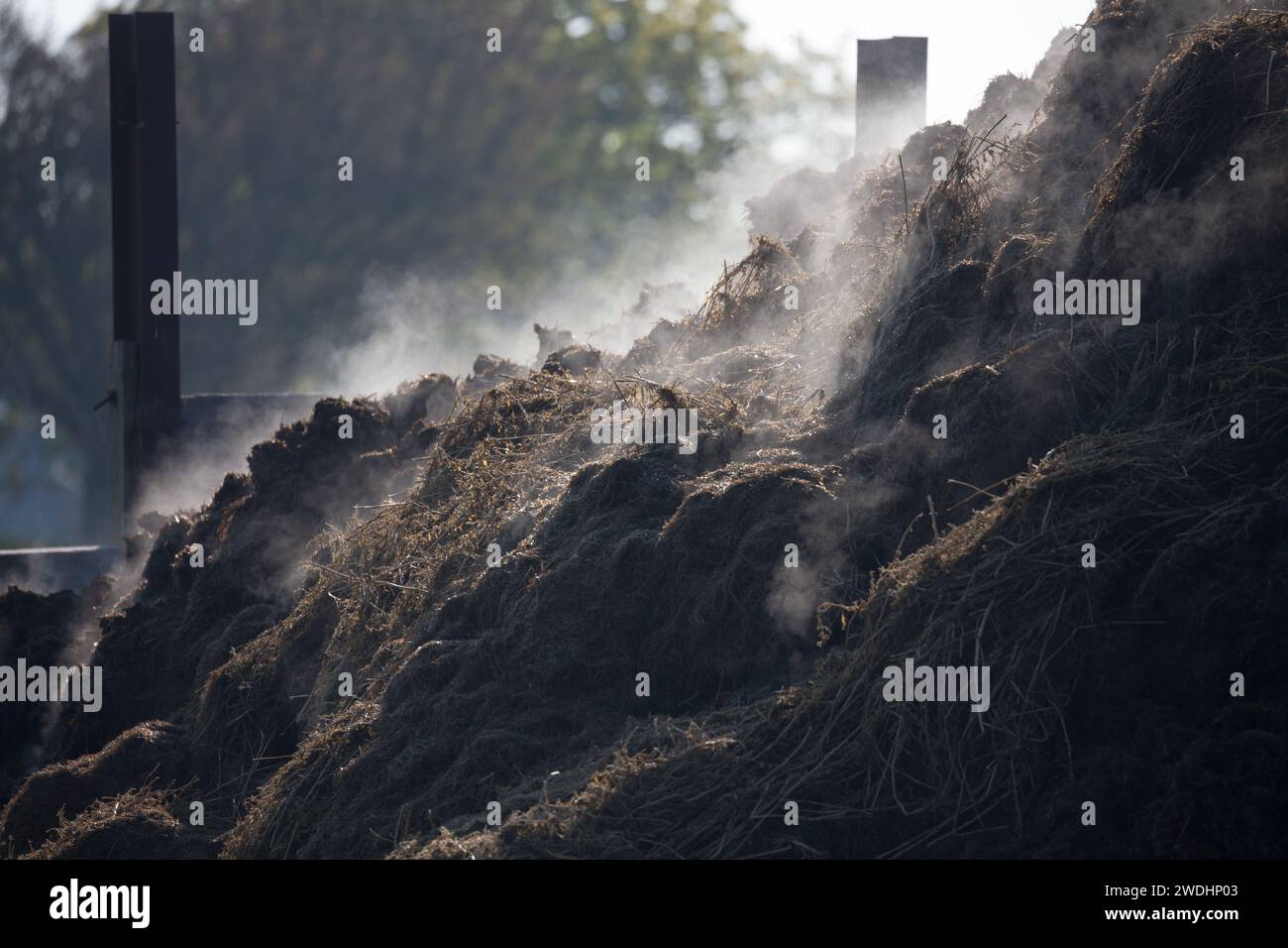Cattle manure Banque de photographies et d’images à haute résolution ...