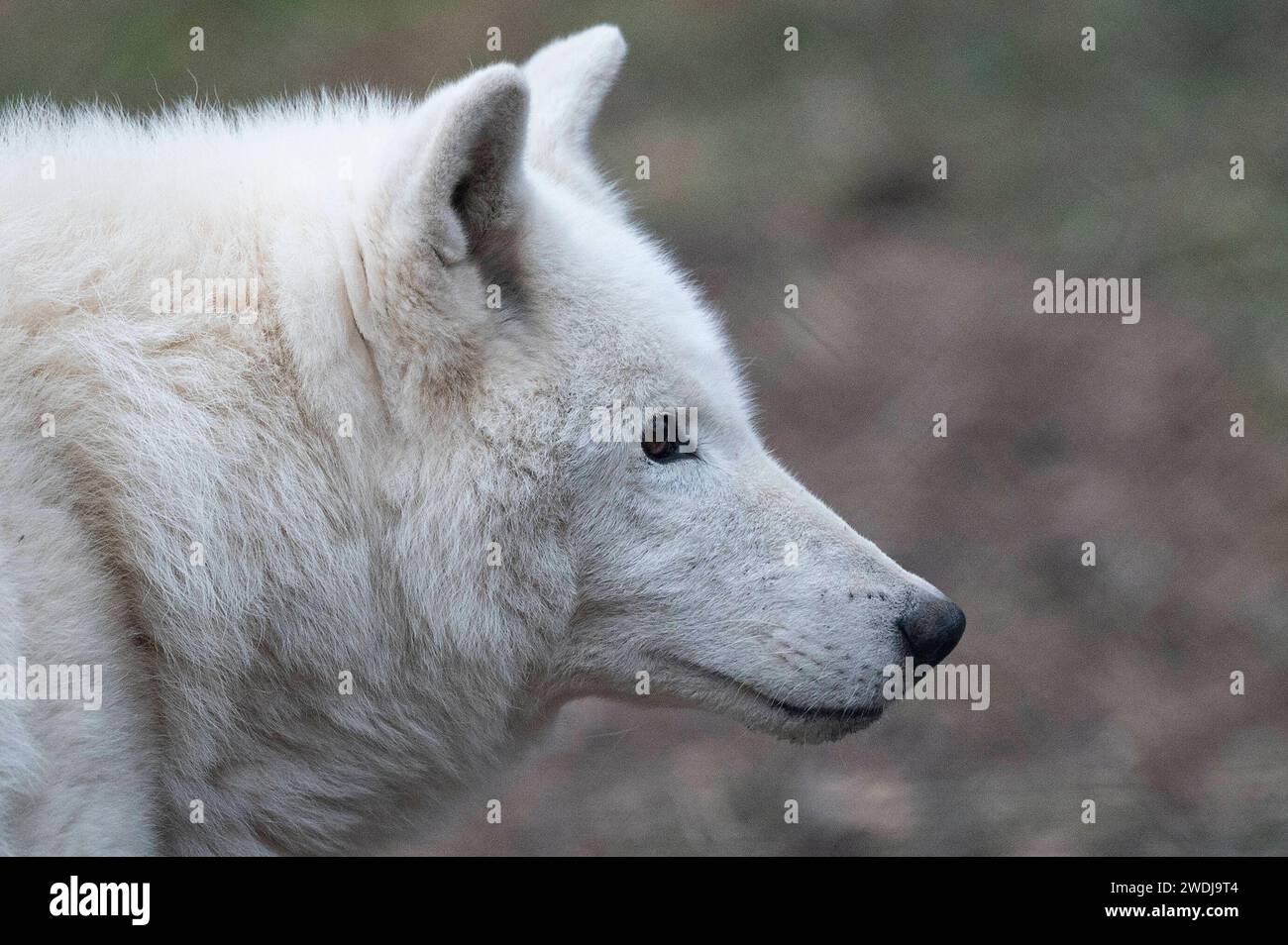 Tiere im Winter 13.01.2024 Hanau Ein Polarwolf im Wildpark -Alte ...