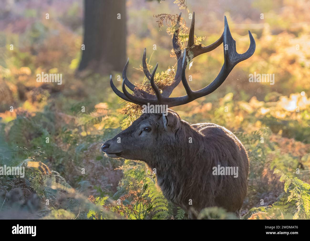 Accouplement de cerf rouge Banque de photographies et d’images à haute ...