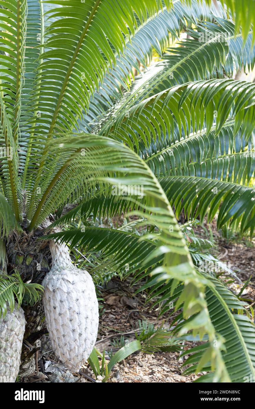Dioon spinulosum Banque de photographies et d’images à haute résolution ...