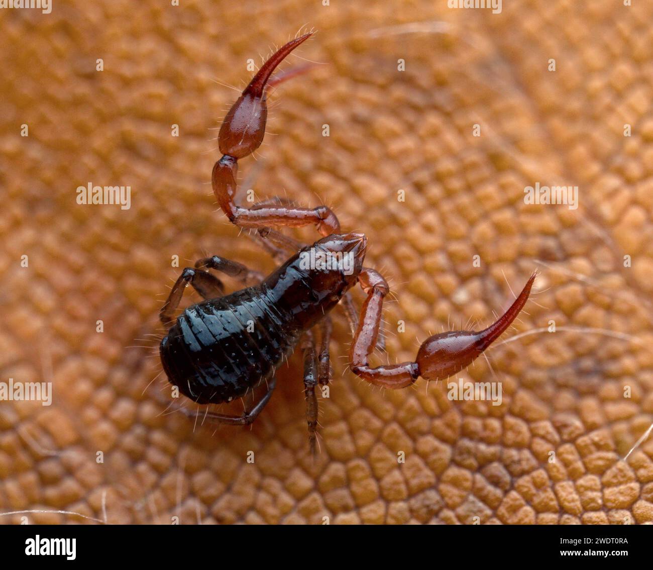 False scorpions Banque de photographies et d’images à haute résolution ...