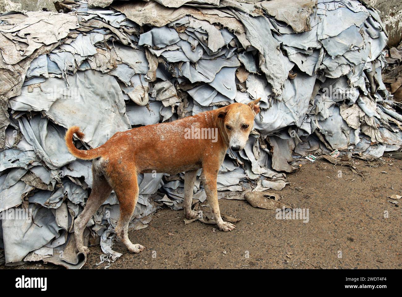 Les chiens meurent à cause du mauvais environnement. C'est la triste ...