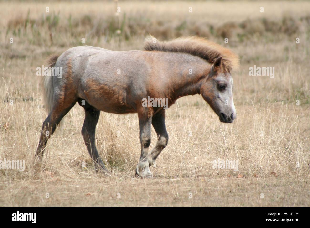 Petit cheval de mer Banque de photographies et d’images à haute ...