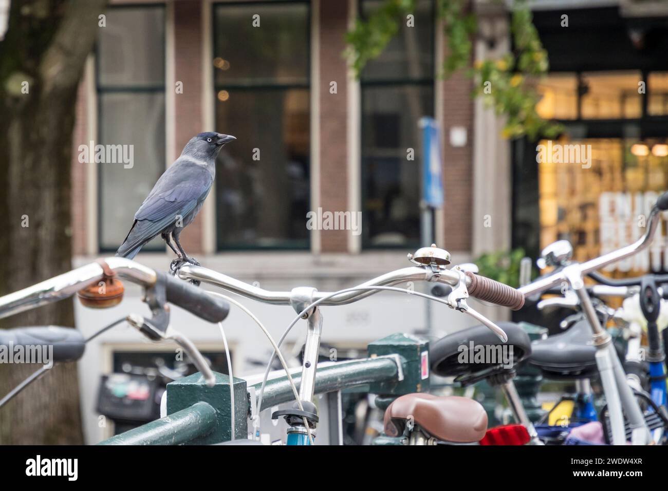 Choucas e Banque de photographies et d’images à haute résolution - Alamy