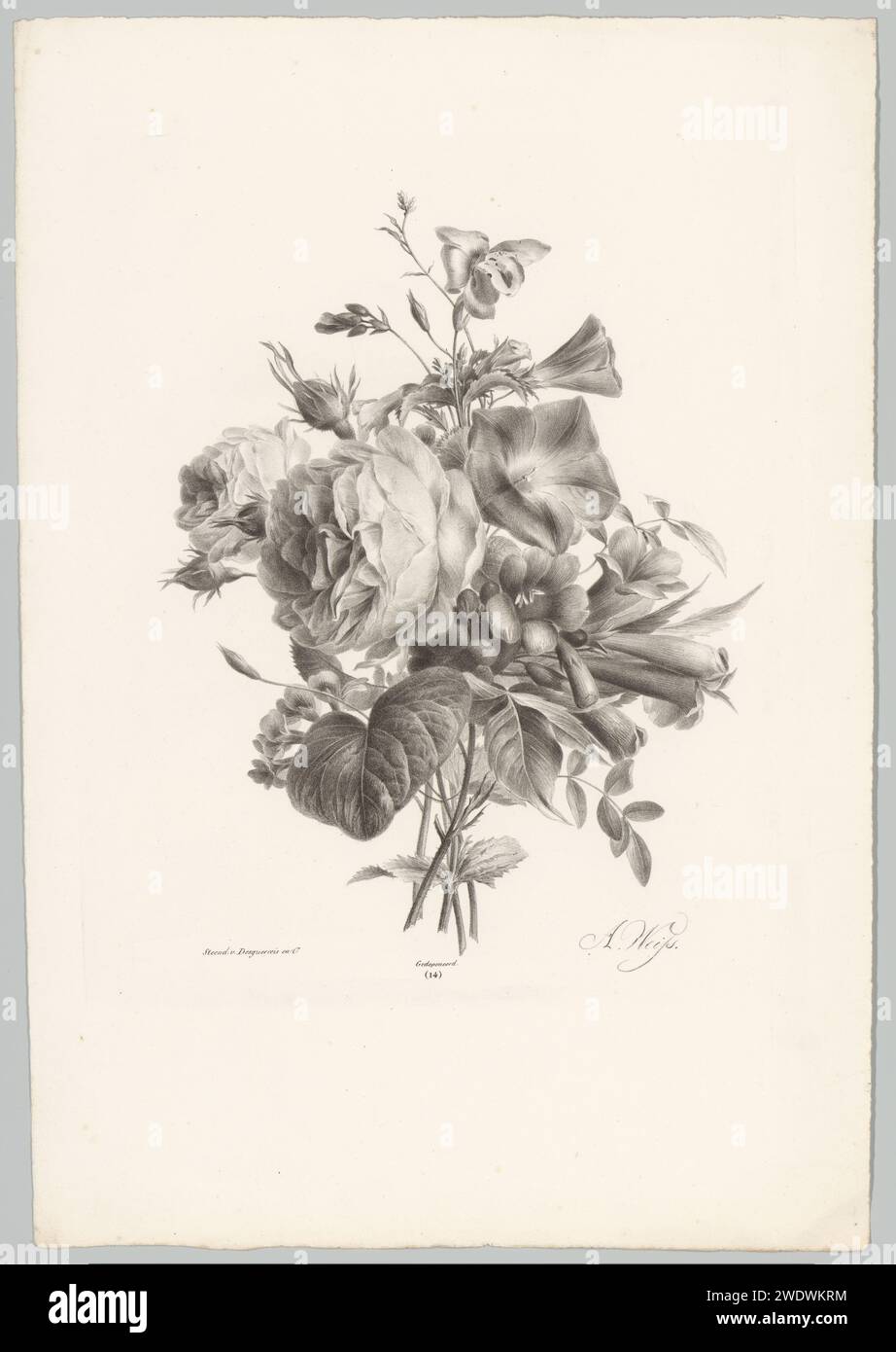 Fleurs en forme de calice Banque de photographies et d’images à haute ...