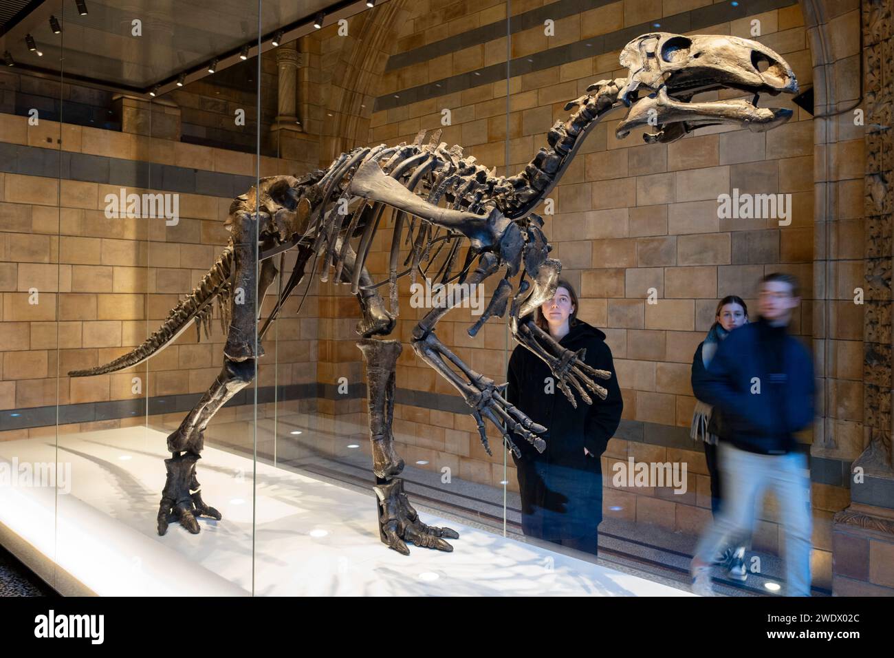 Mantellisaurus atherfieldensis Banque de photographies et d’images à ...