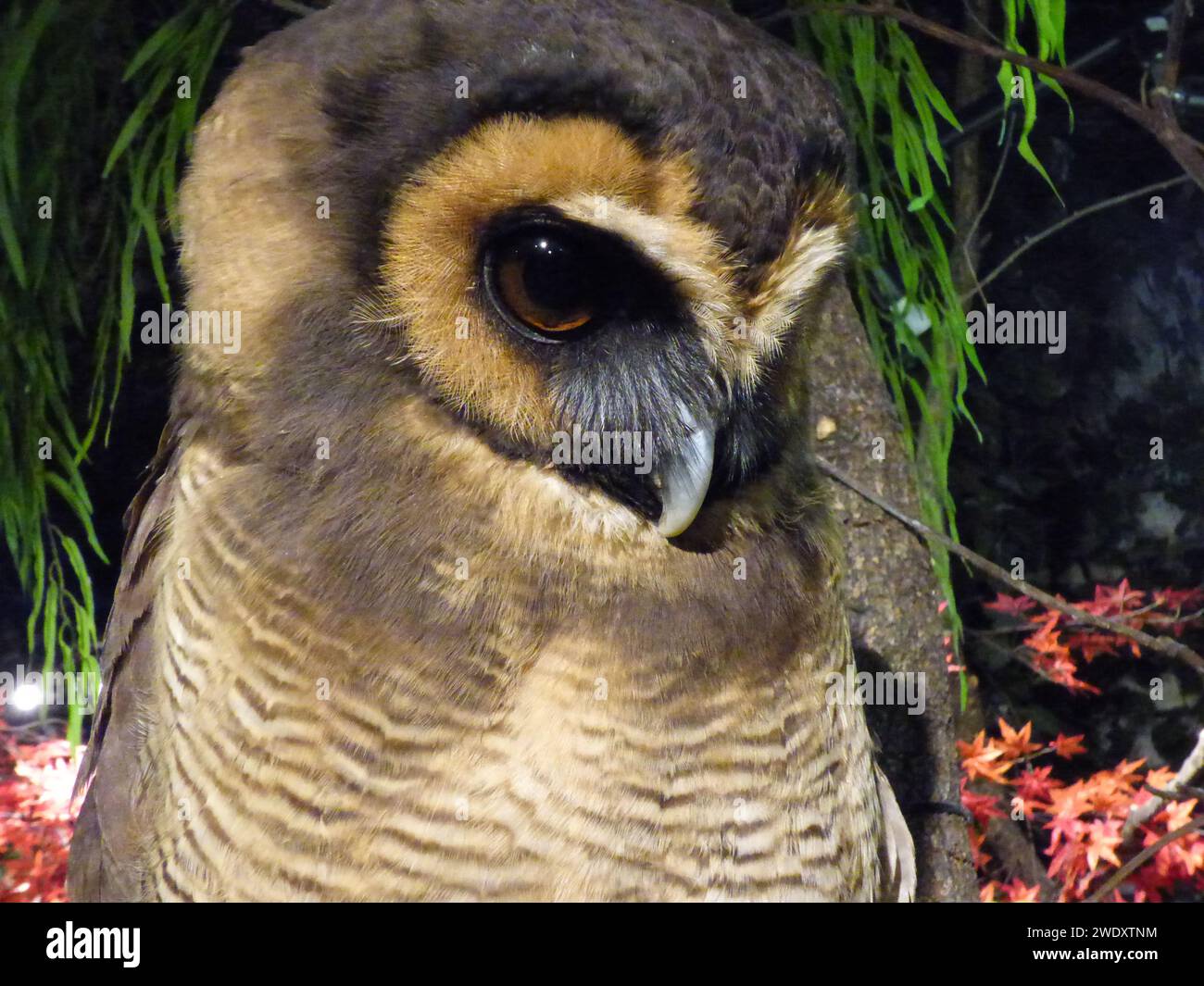 Hiboux font face Banque de photographies et d’images à haute résolution ...