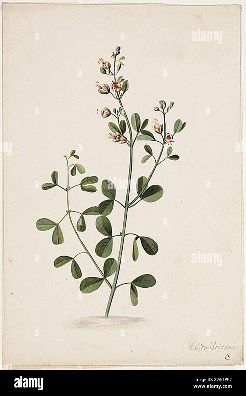 Alida withoos Banque de photographies et d’images à haute résolution ...