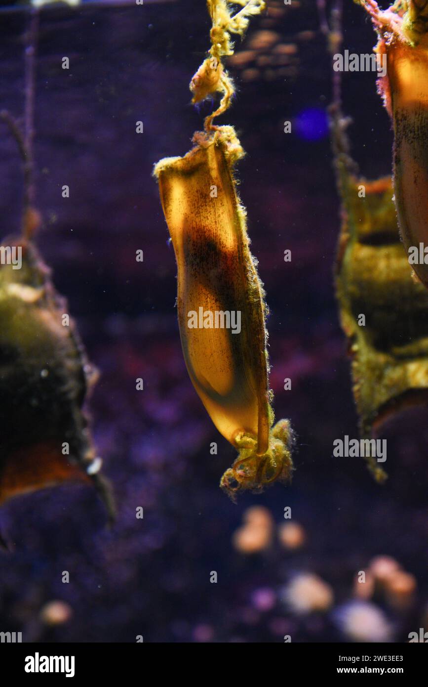 œuf de requin Banque de photographies et d’images à haute résolution ...