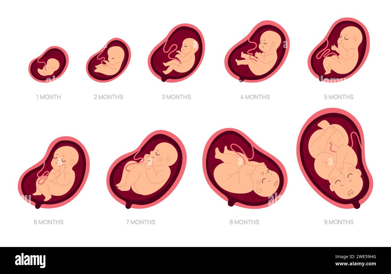 Les stades de la grossesse. Processus de développement foetal foetus ...