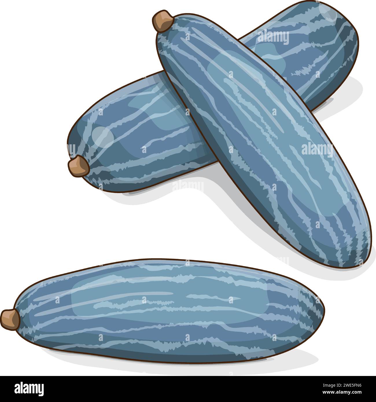 Groupe de squash guatémaltèque Blue Banana. Courge d'hiver. Cucurbita ...